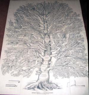 Anthony Morris Family Tree - Graphic Arts